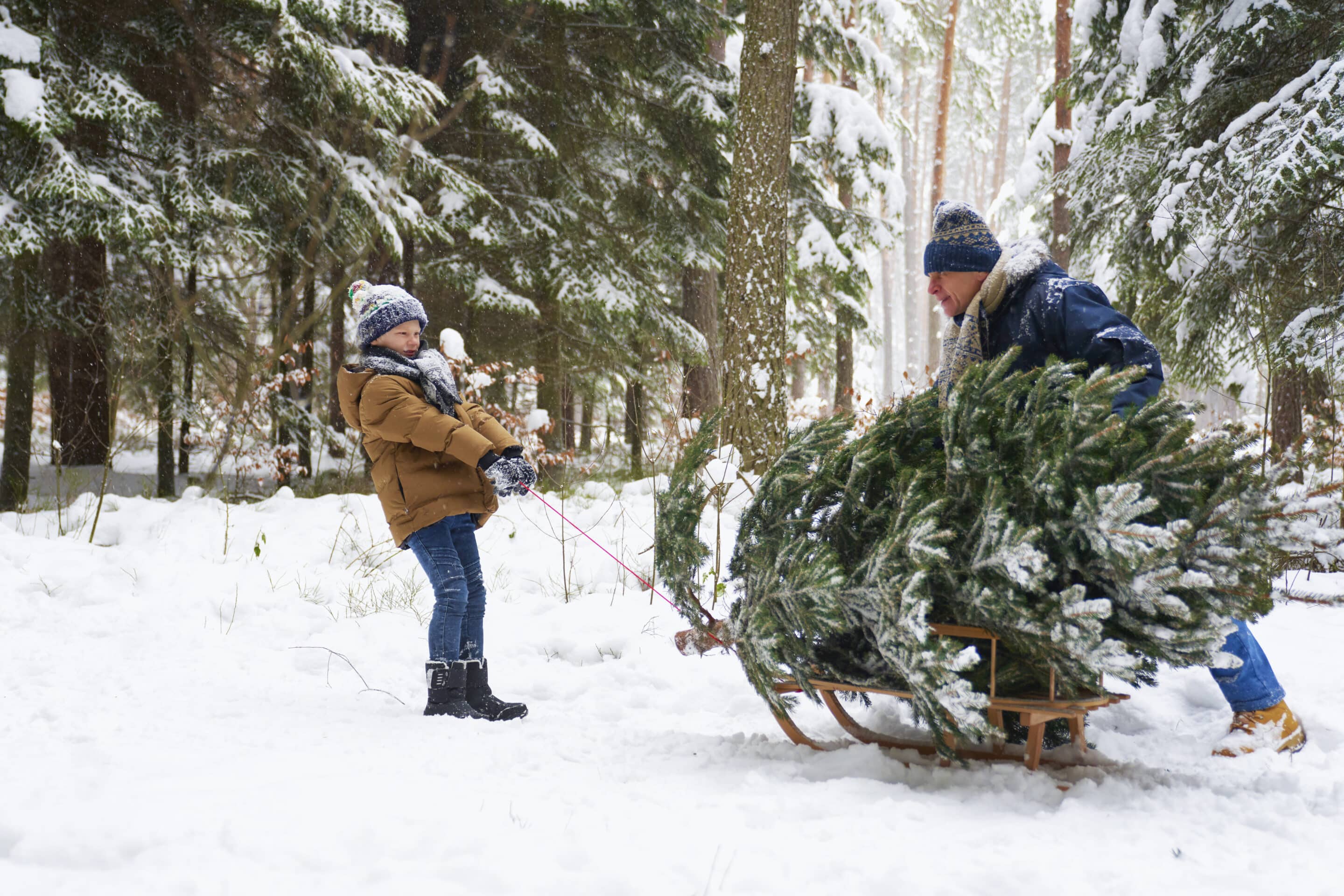 The Evergreen Tradition: A Brief History of the Christmas Tree